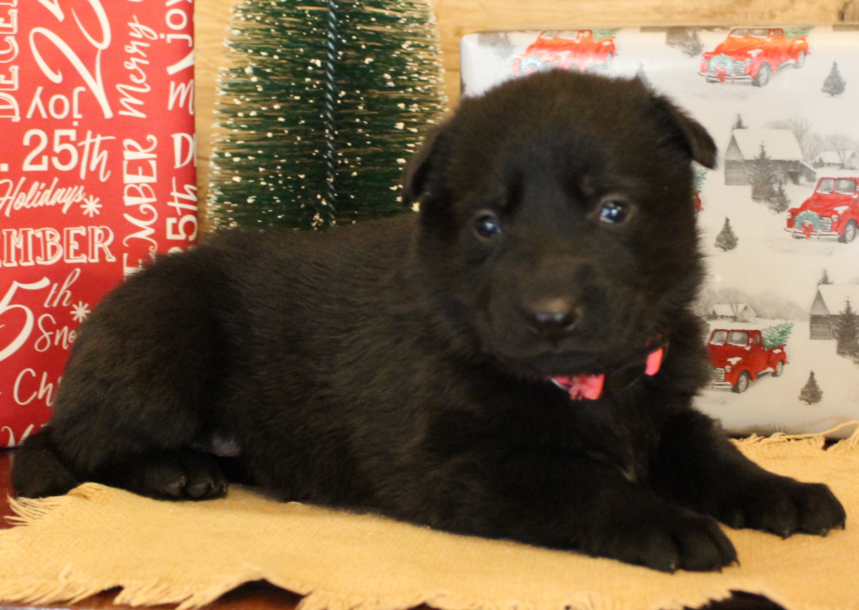 Available Puppies – Mountain Laurel Homestead